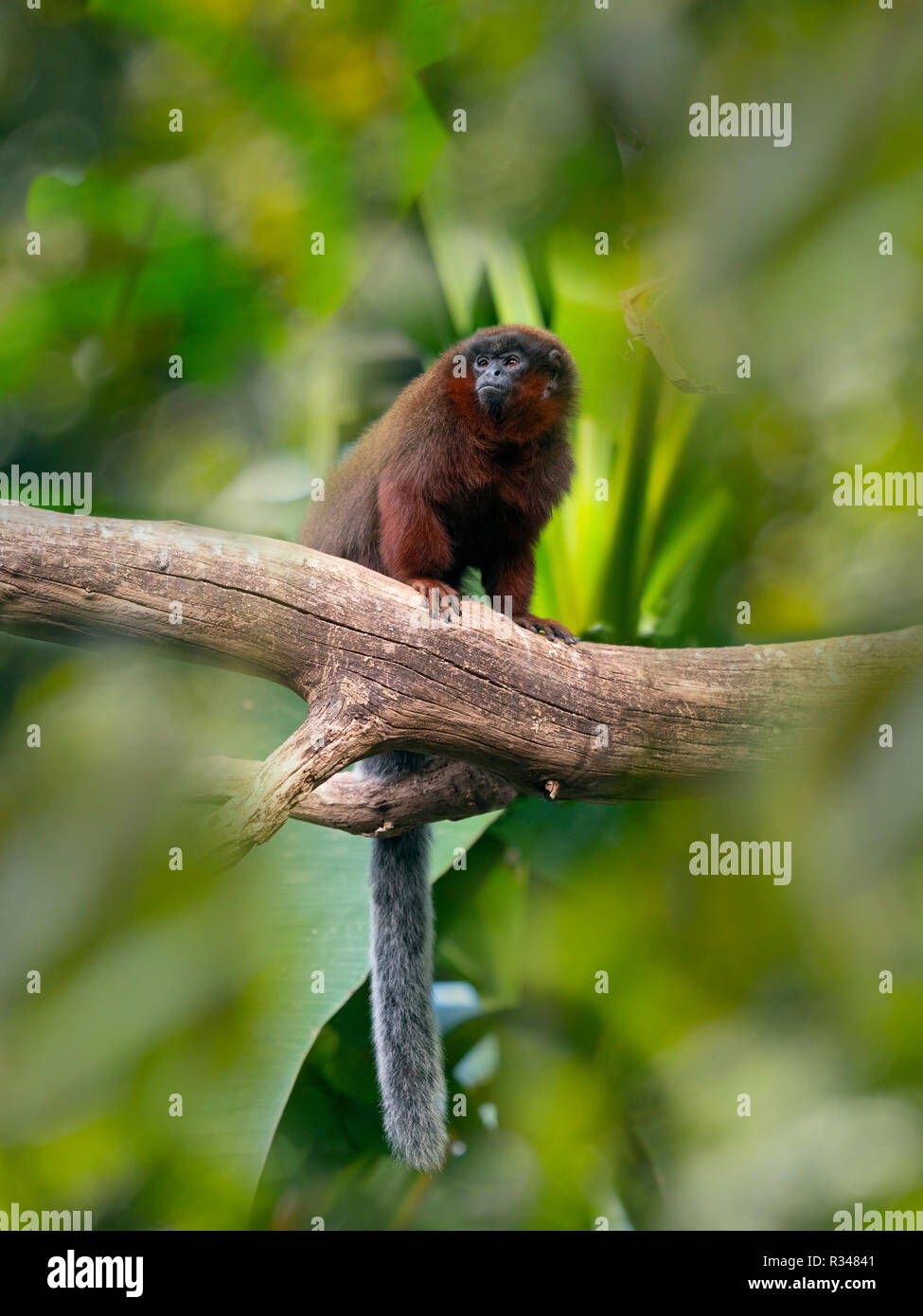 Coppery titi monkey Callicebus cupreus Stock Photo - Alamy