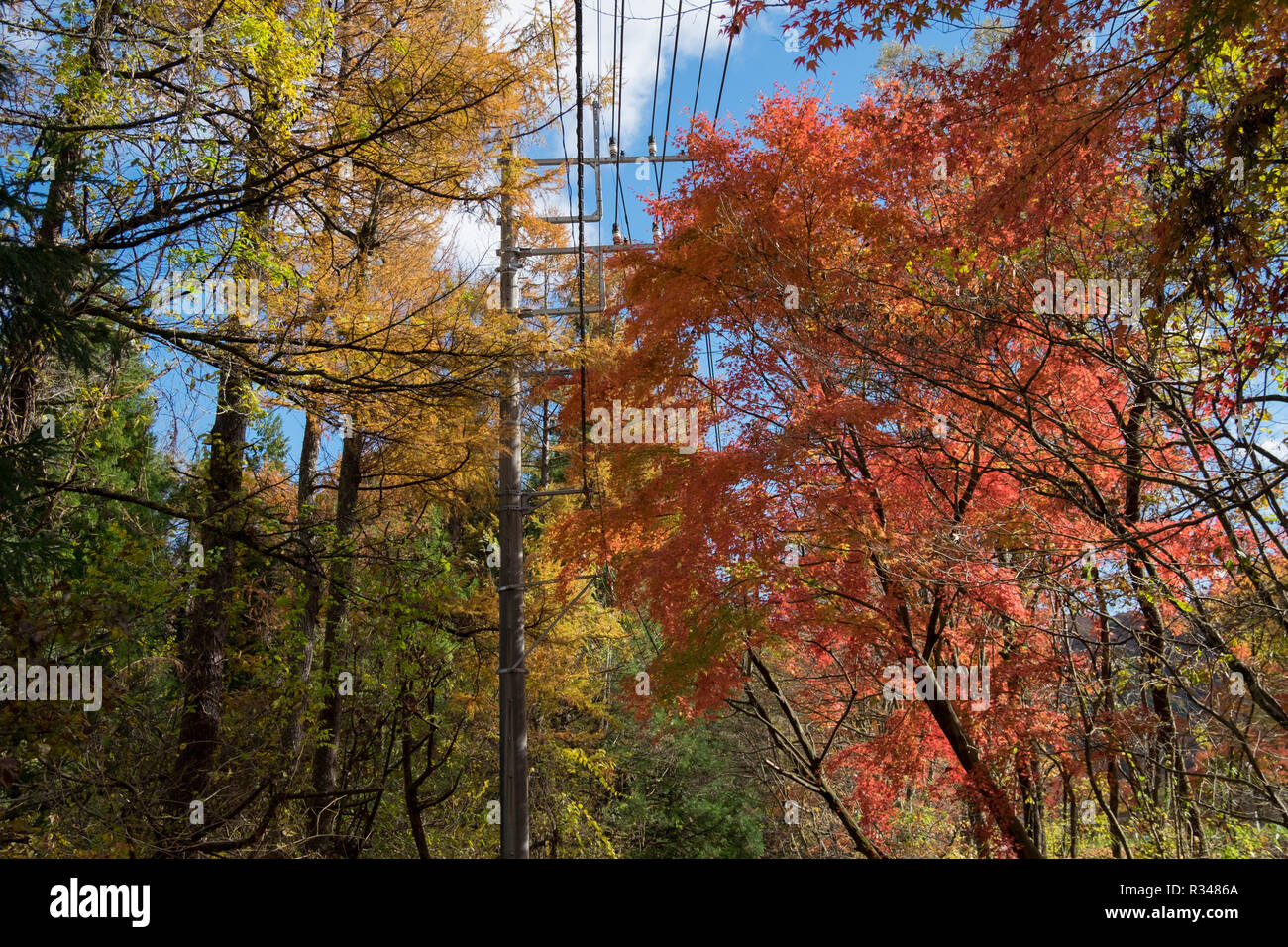Power lines in nature during peak fall color in Nikko, Japan Stock ...