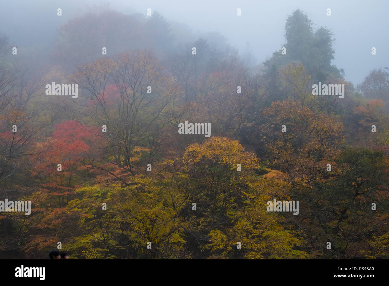 Stunning, misty fall color in Nikko, Japan Stock Photo - Alamy