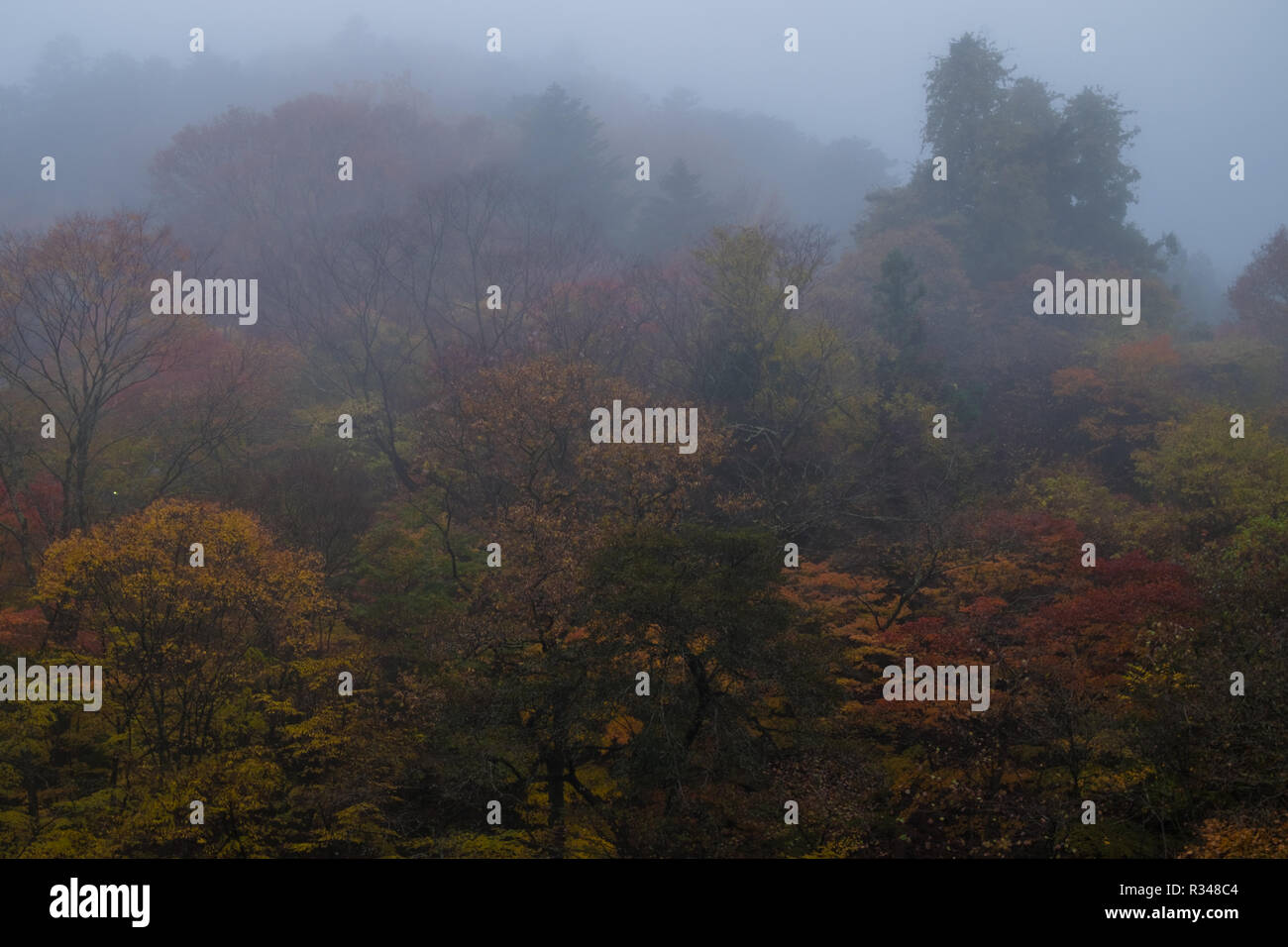 Stunning, misty fall color in Nikko, Japan Stock Photo - Alamy