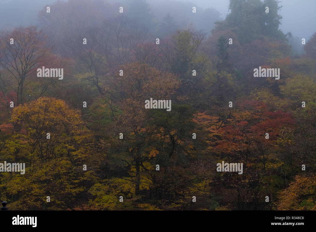Stunning, misty fall color in Nikko, Japan Stock Photo - Alamy
