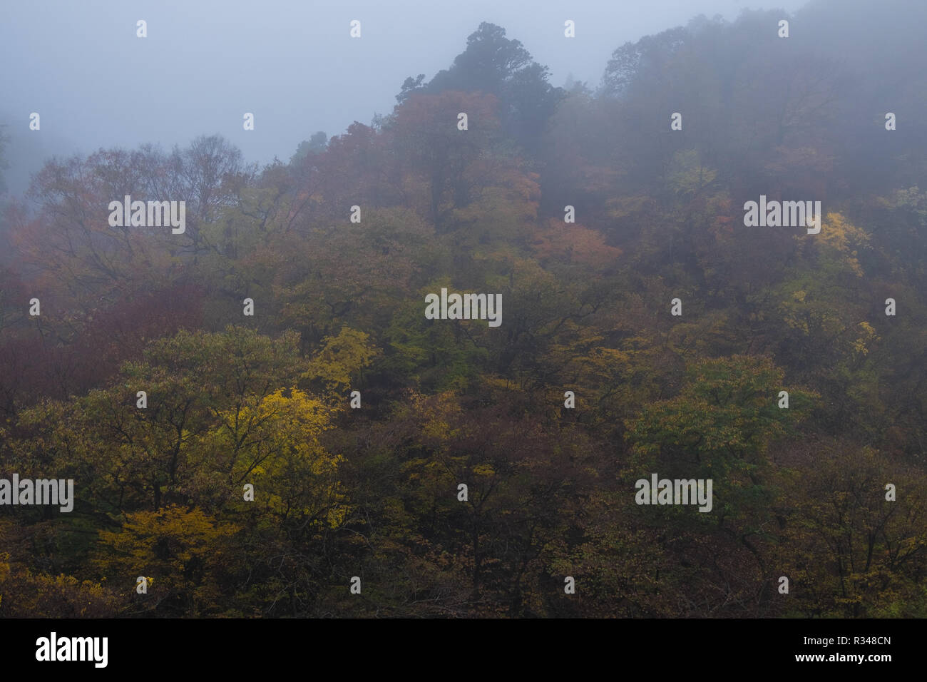 Stunning, misty fall color in Nikko, Japan Stock Photo - Alamy