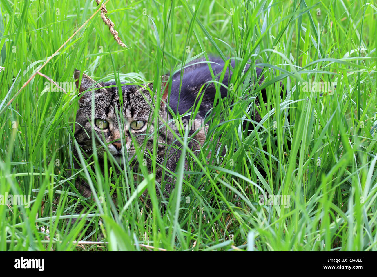 Hiding place watch hi-res stock photography and images - Alamy