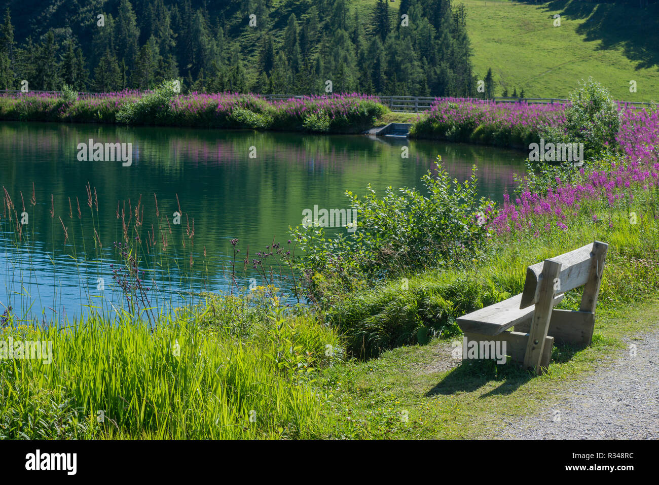 Lakeside flora hi-res stock photography and images - Alamy