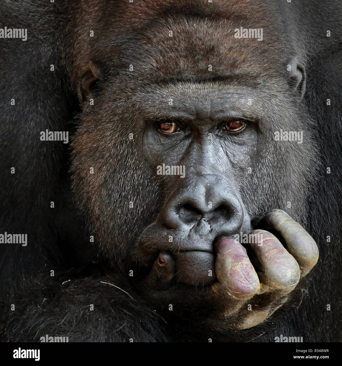 Humanoid root hi-res stock photography and images - Alamy
