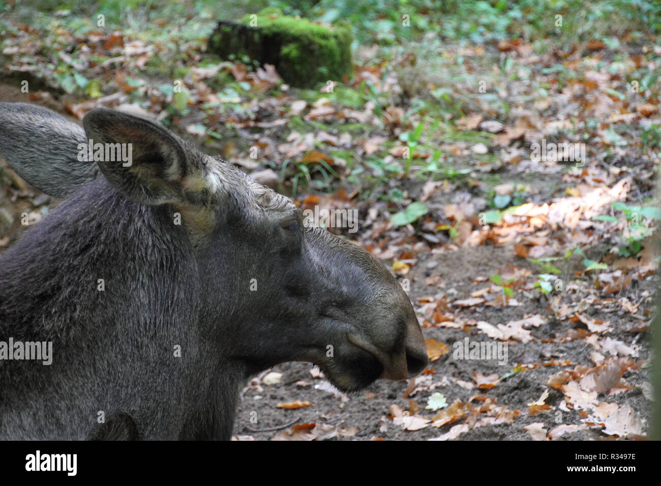 Moose biology hi-res stock photography and images - Alamy
