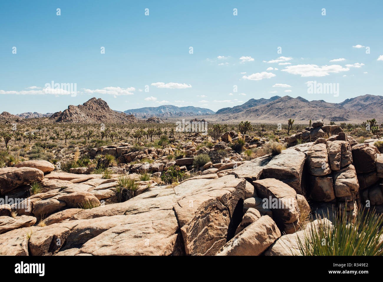 Colorful sky joshua tree hi-res stock photography and images - Alamy