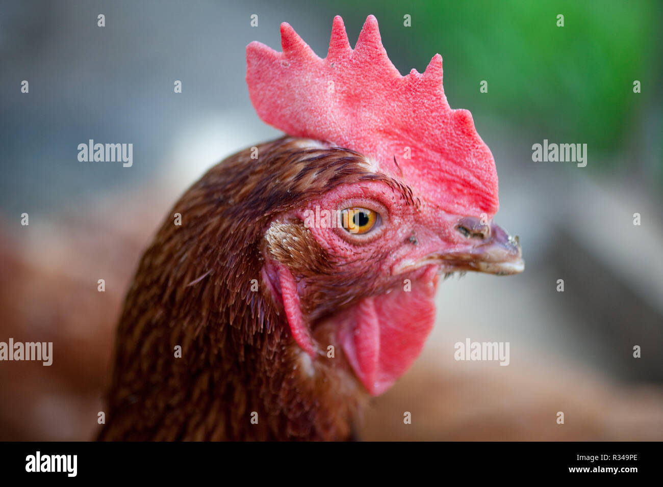 Hen head hi-res stock photography and images - Alamy