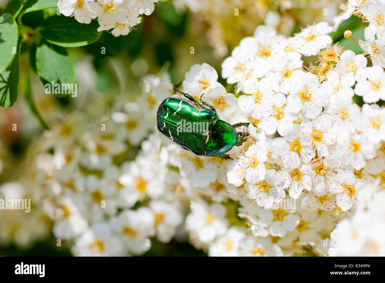 Beatle black small hi-res stock photography and images - Alamy