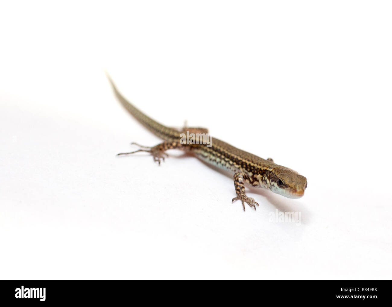 Agile creature hi-res stock photography and images - Alamy