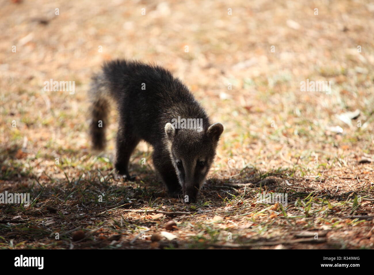 Coatis Brazil High Resolution Stock Photography and Images - Alamy