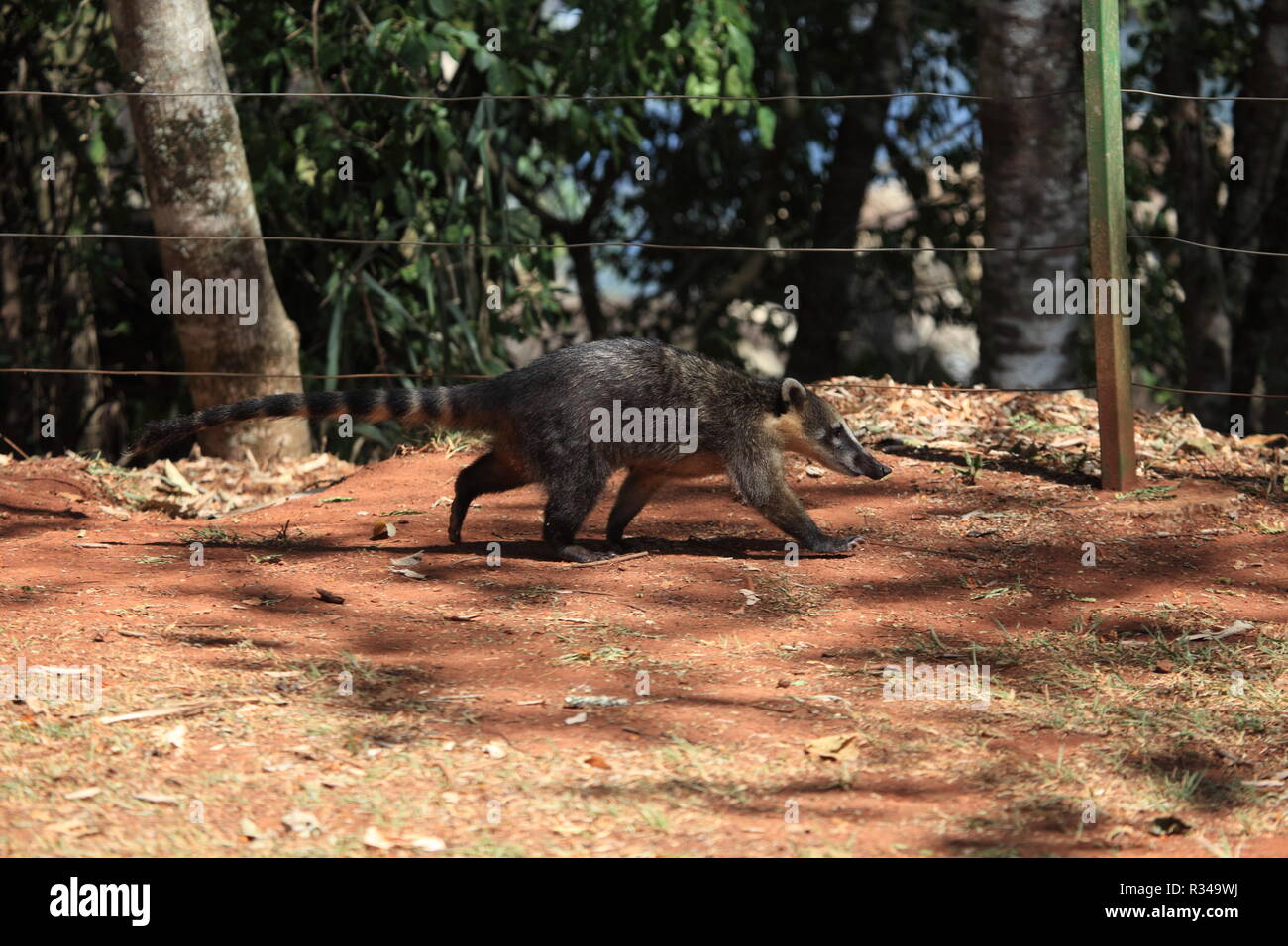 Proboscis bear hi-res stock photography and images - Alamy