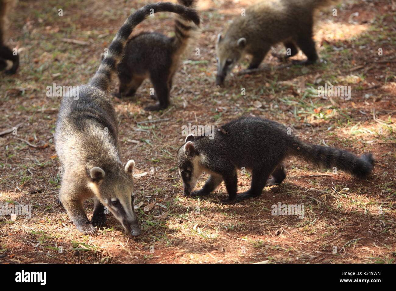 Proboscis bear hi-res stock photography and images - Alamy