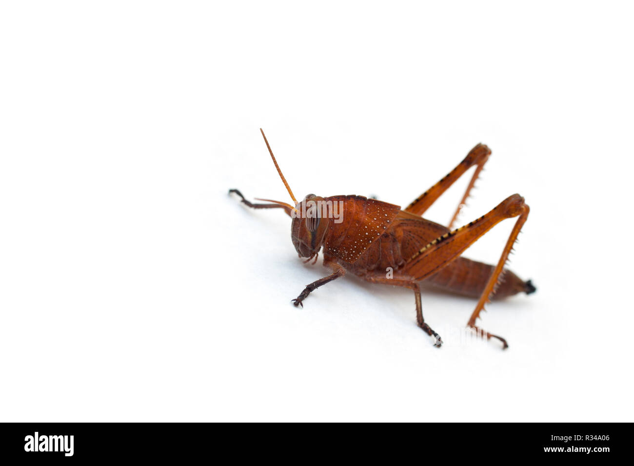 Brown Grasshopper With Stinger