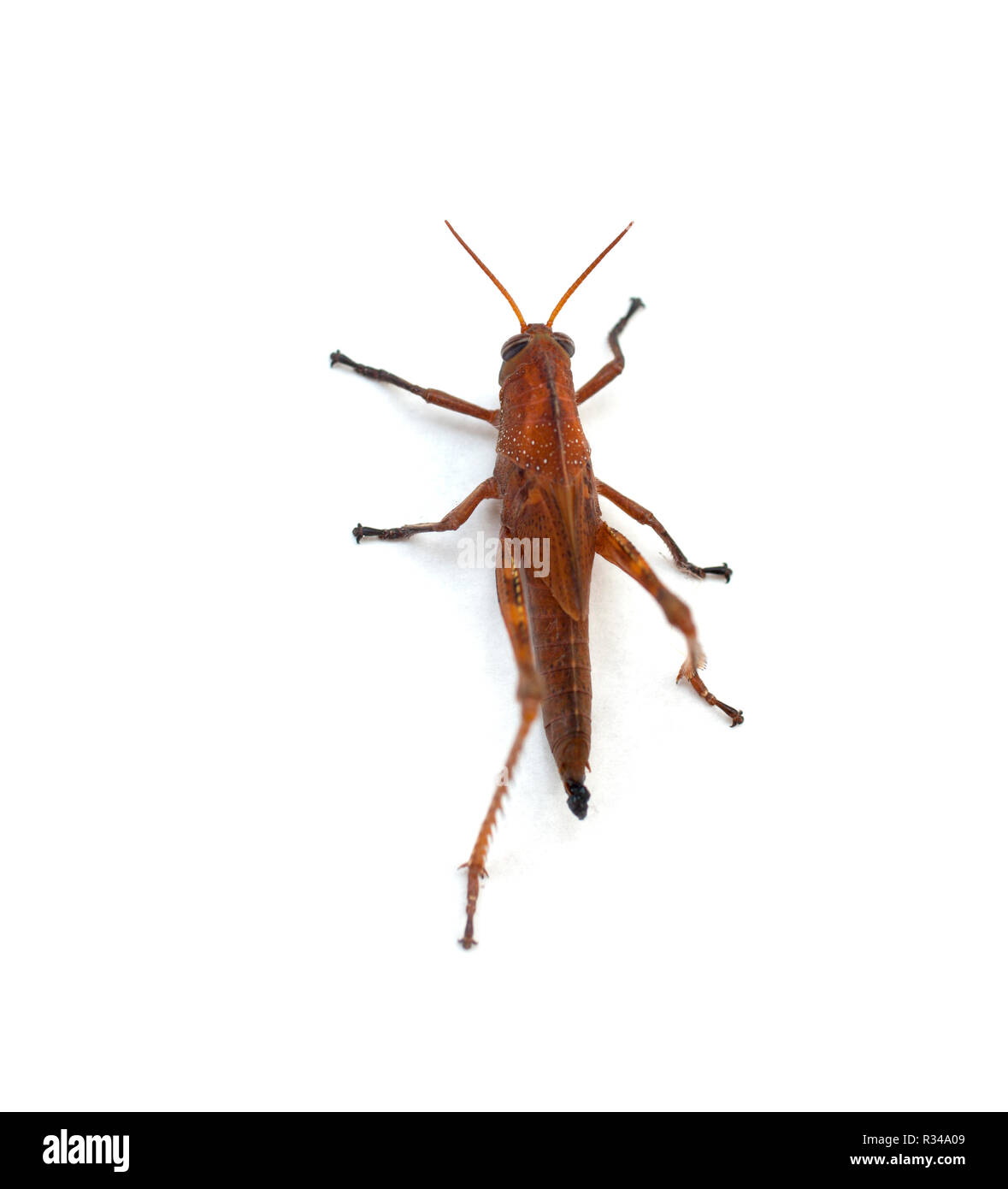 Grasshopper With Detail Cut Out Stock Images & Pictures - Alamy