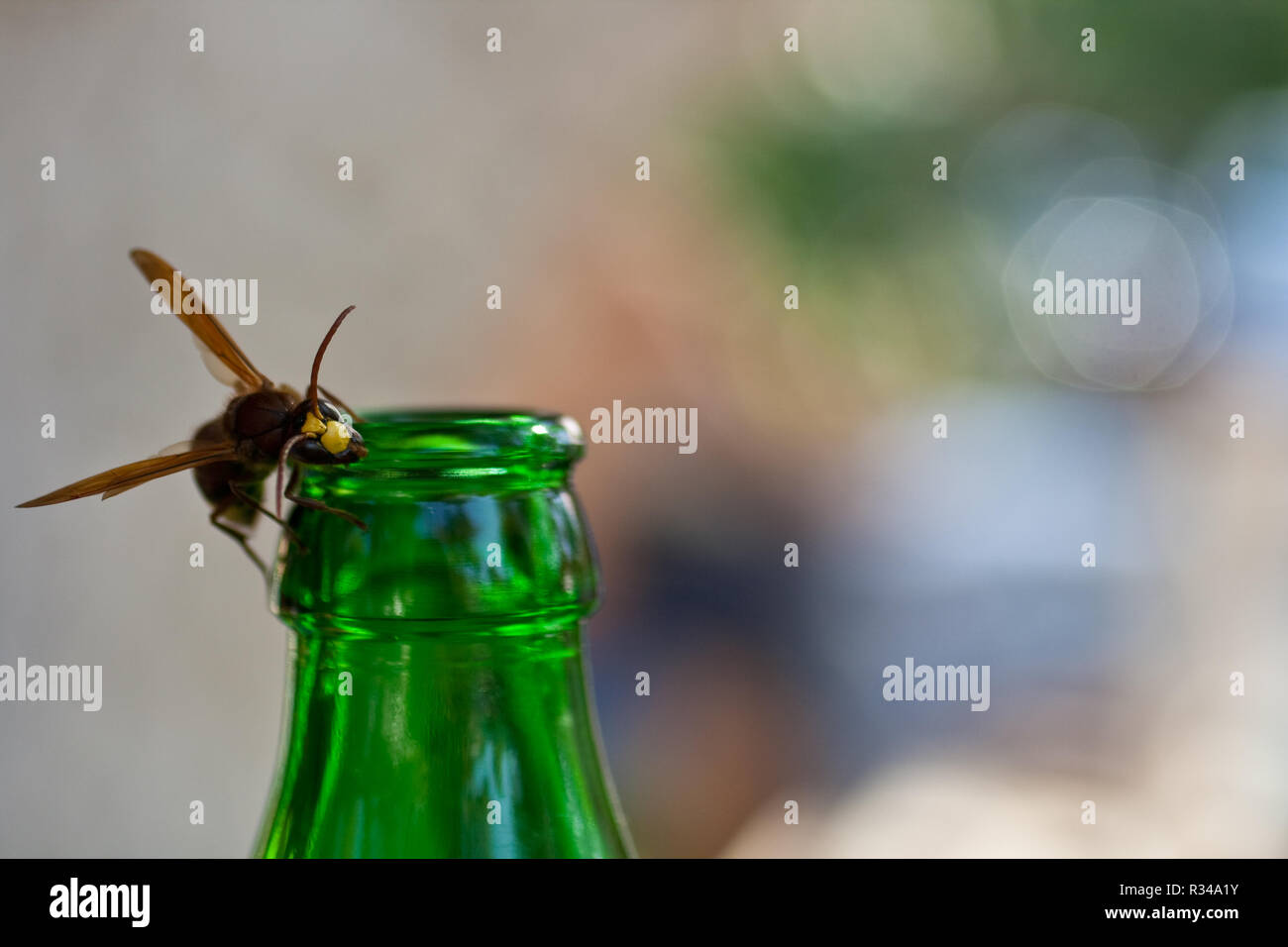 Tumbler bird hi-res stock photography and images - Alamy