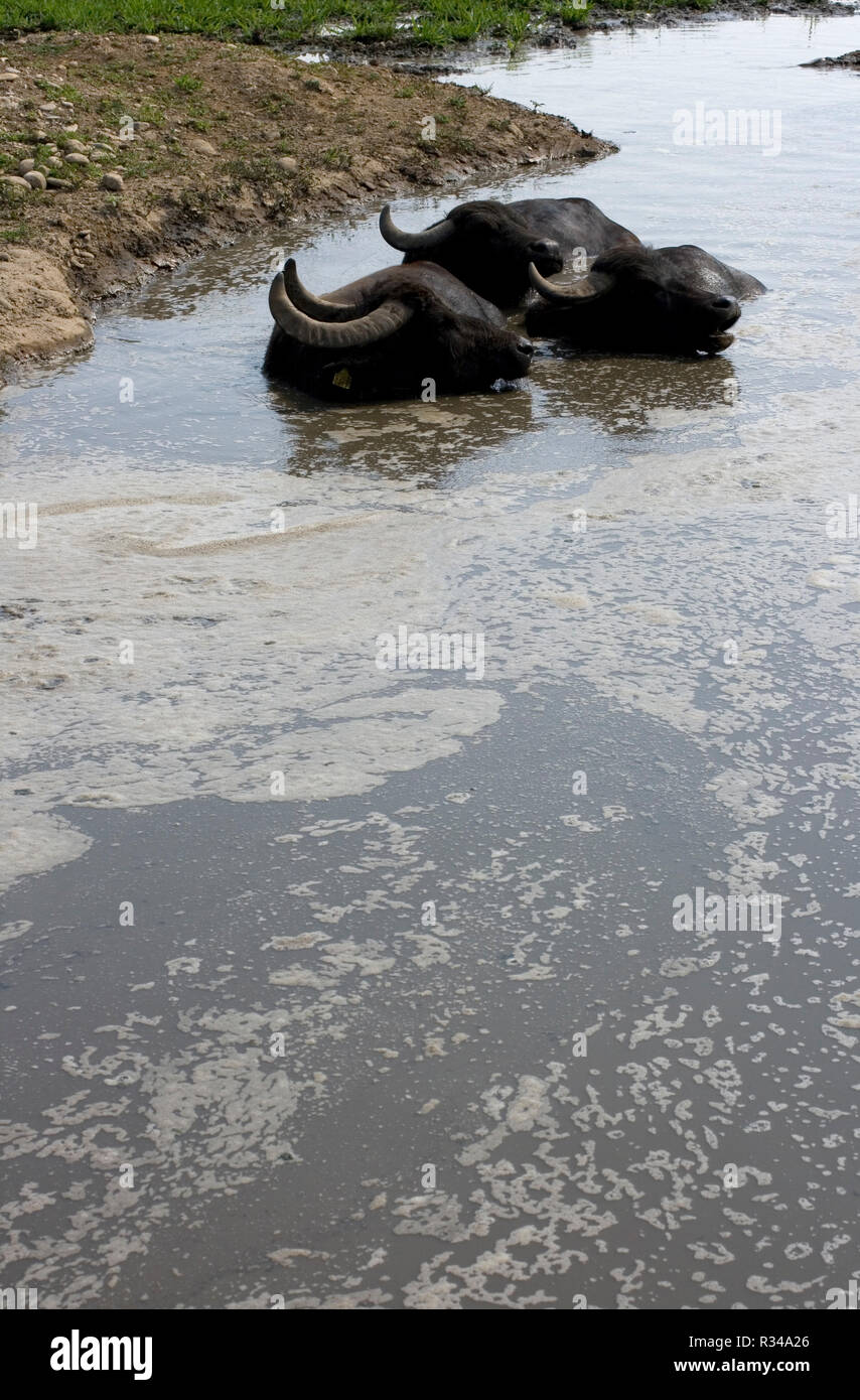 Cattle float hi-res stock photography and images - Alamy