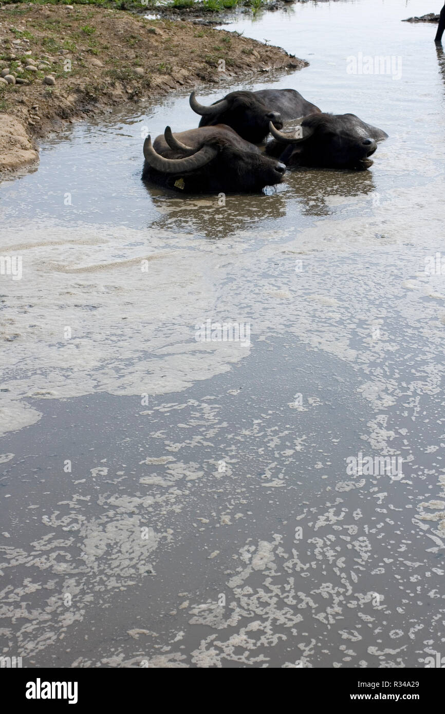 Cattle float hi-res stock photography and images - Alamy