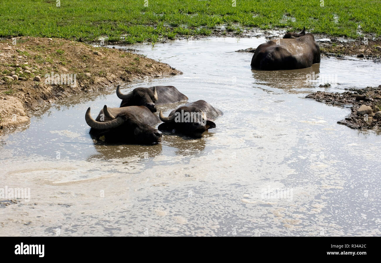 Cattle float hi-res stock photography and images - Alamy