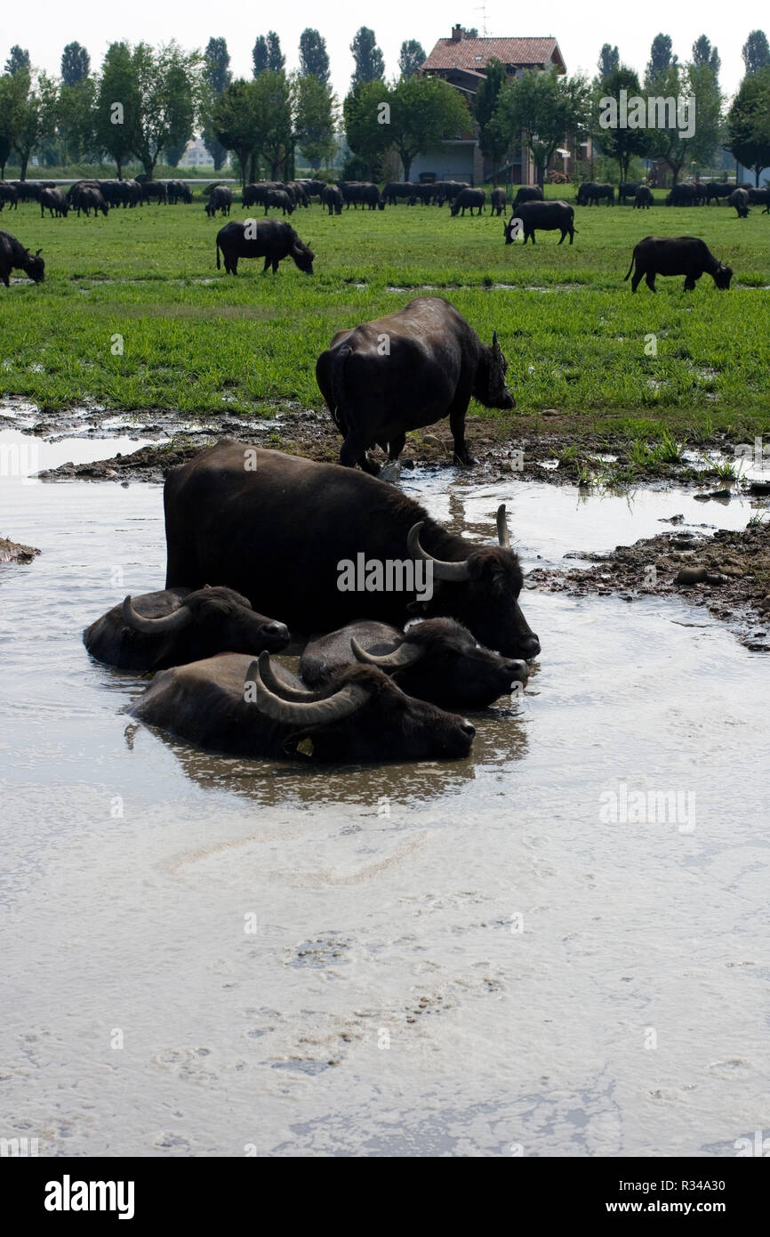 Cattle float hi-res stock photography and images - Alamy