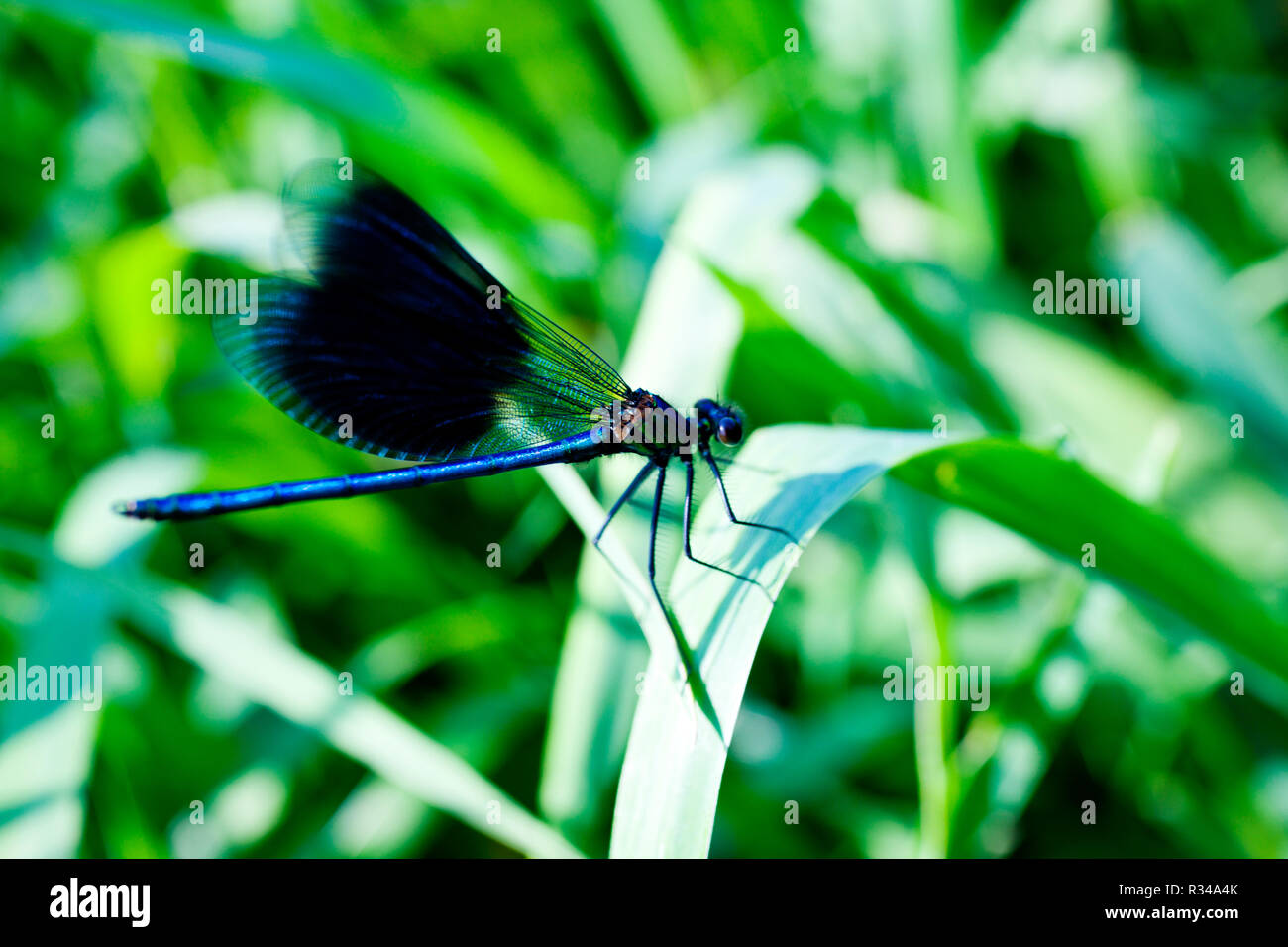 Long thin flying insect hi-res stock photography and images - Alamy