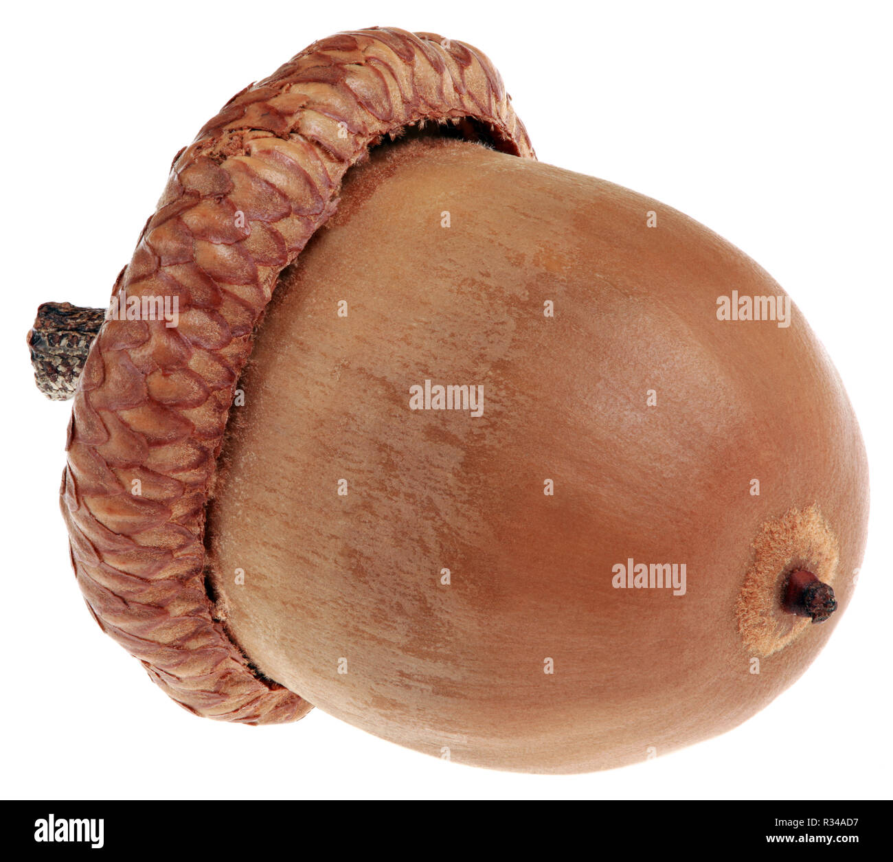 Acorn macro hi-res stock photography and images - Alamy