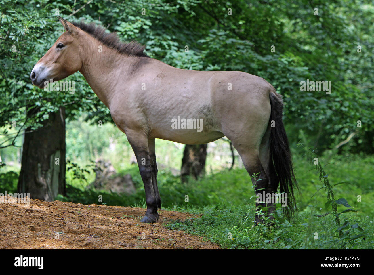 Mongolisches wildpferd hi-res stock photography and images - Alamy