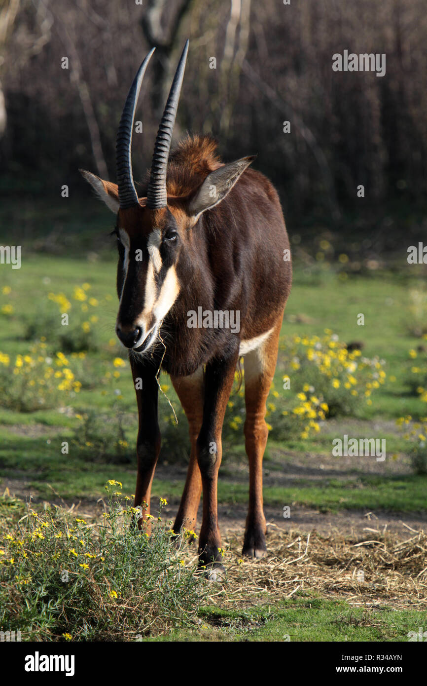 Rappenantilope hi-res stock photography and images - Alamy