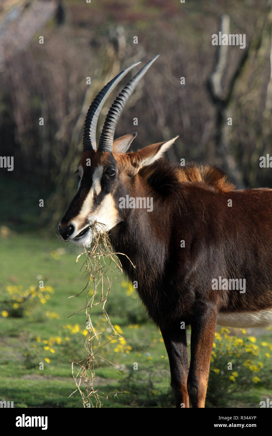 Rappenantilope hi-res stock photography and images - Alamy