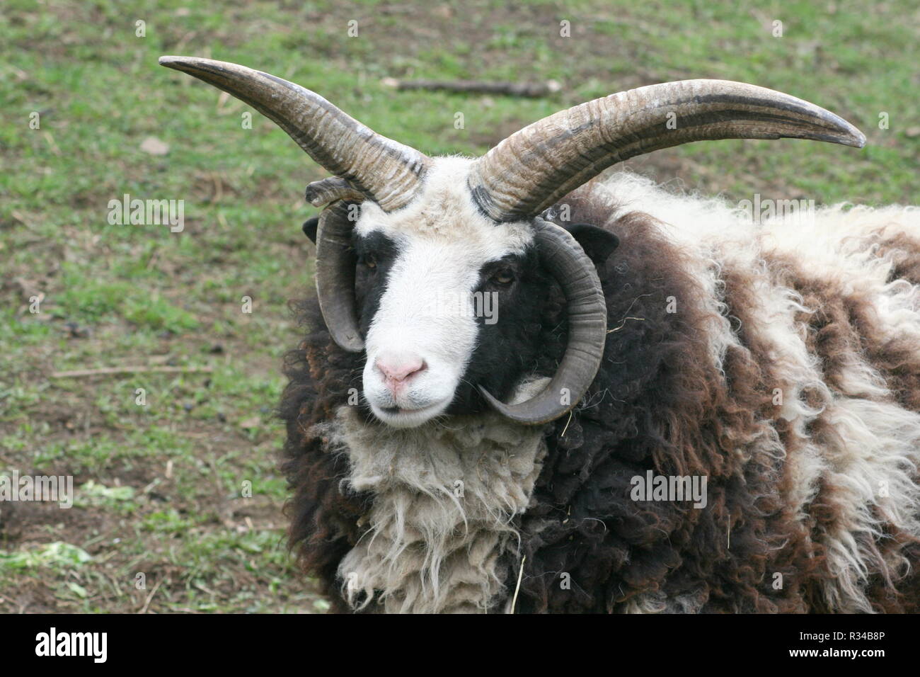 Â four horn ram Stock Photo - Alamy
