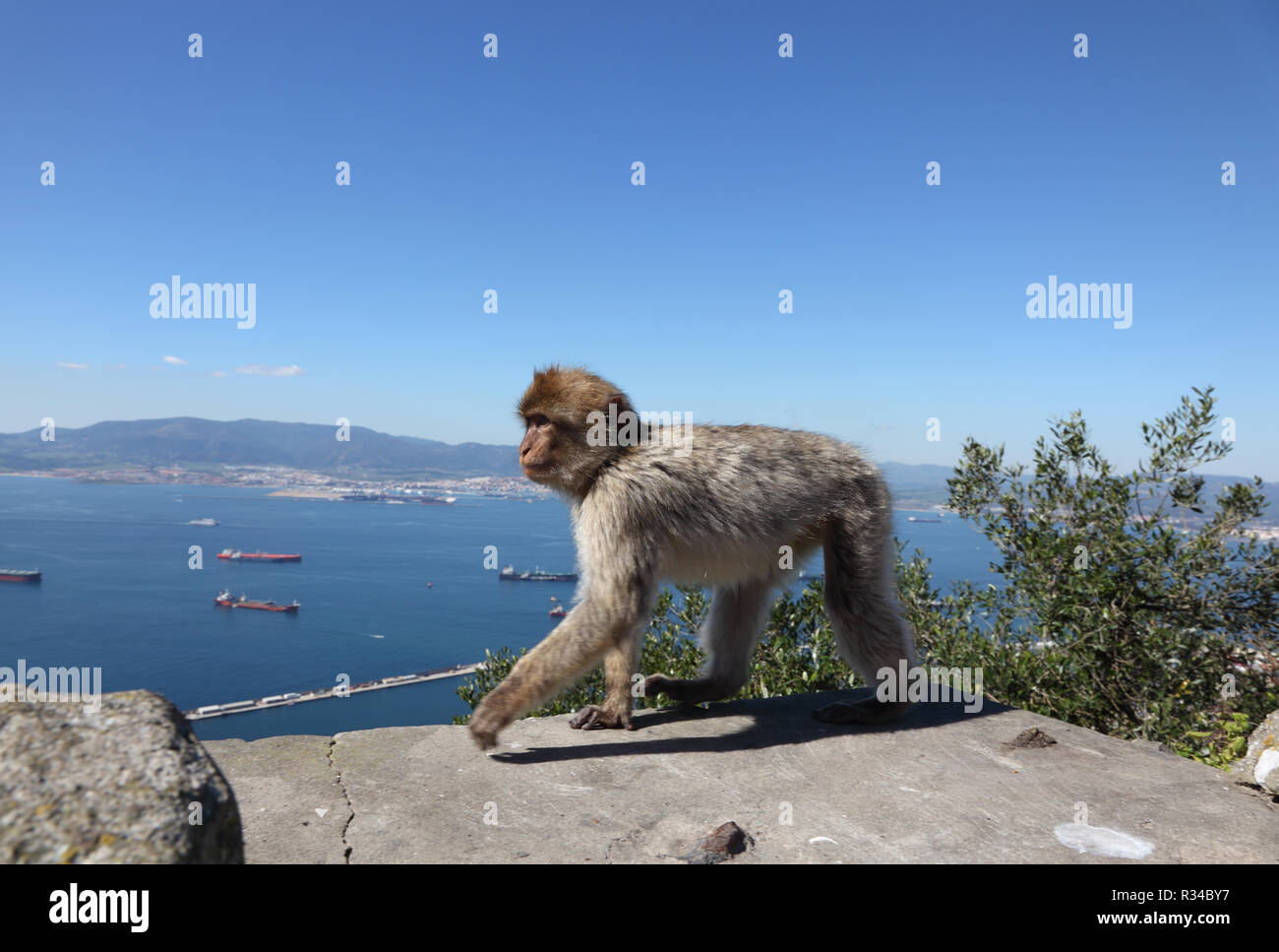 Walking barbary macaque hi-res stock photography and images - Alamy
