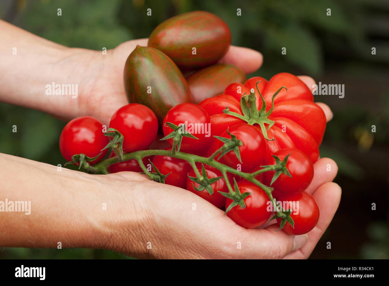 tomato hand full Stock Photo - Alamy