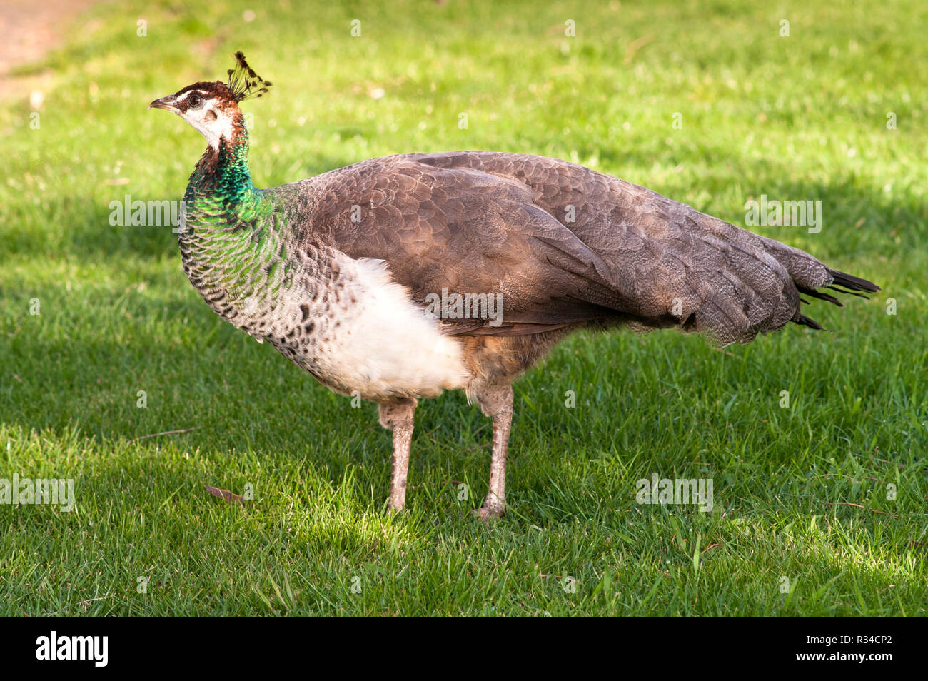 Brown bird with blue tail, female Himalayan Bluetail (Tarsiger ...