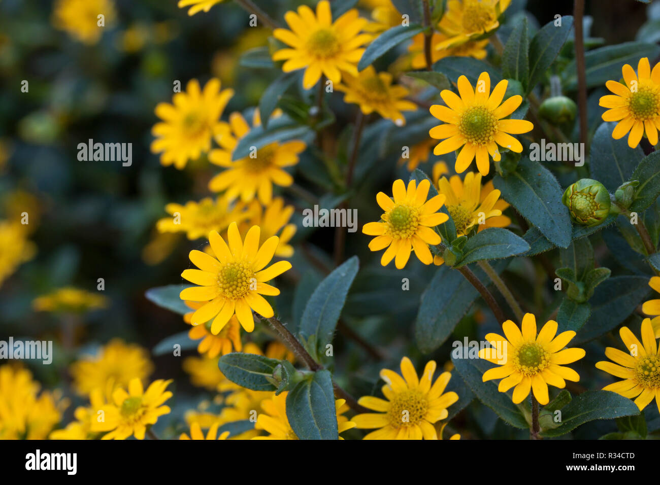 Husarenkna pfe hi-res stock photography and images - Alamy