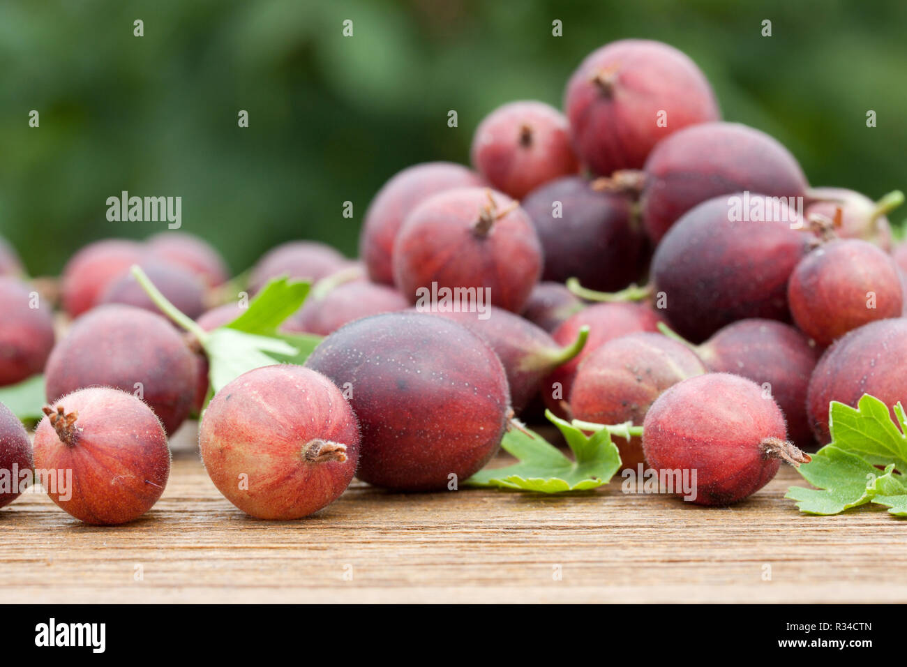 Gooseberry thorn hi-res stock photography and images - Alamy