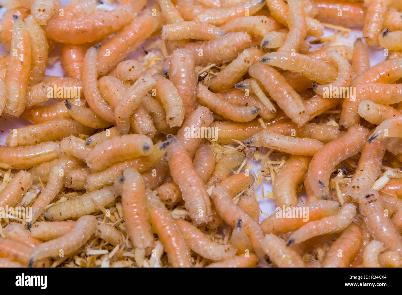 Anglermaden hi-res stock photography and images - Alamy