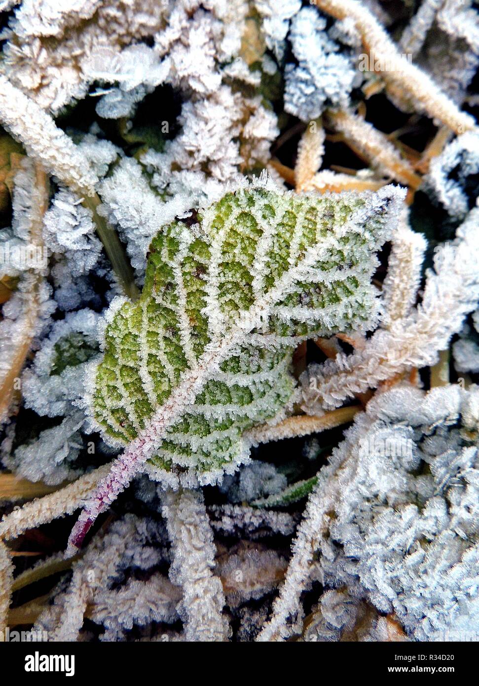 Frost structure hi-res stock photography and images - Alamy