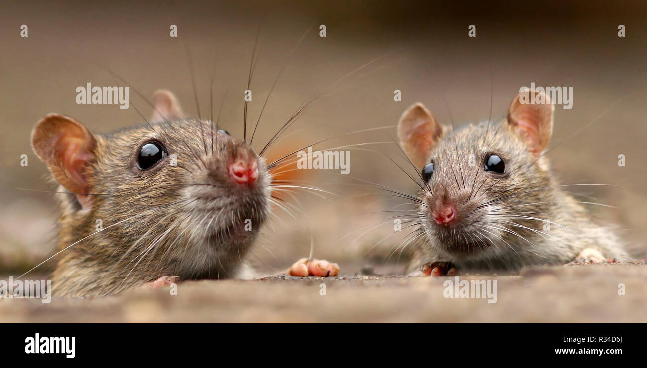Rats plague hi-res stock photography and images - Alamy