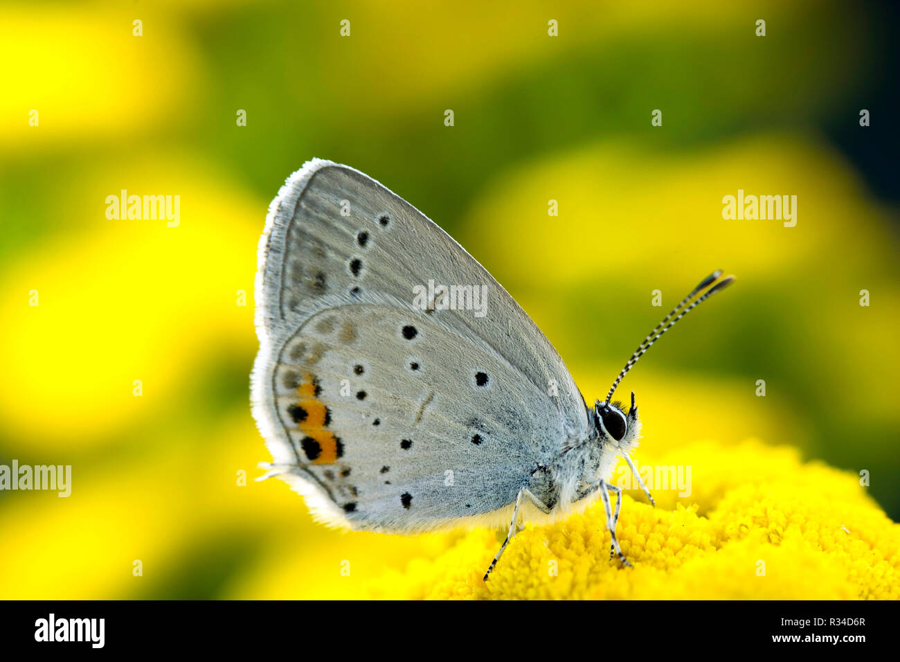 Translucent moth hi-res stock photography and images - Alamy