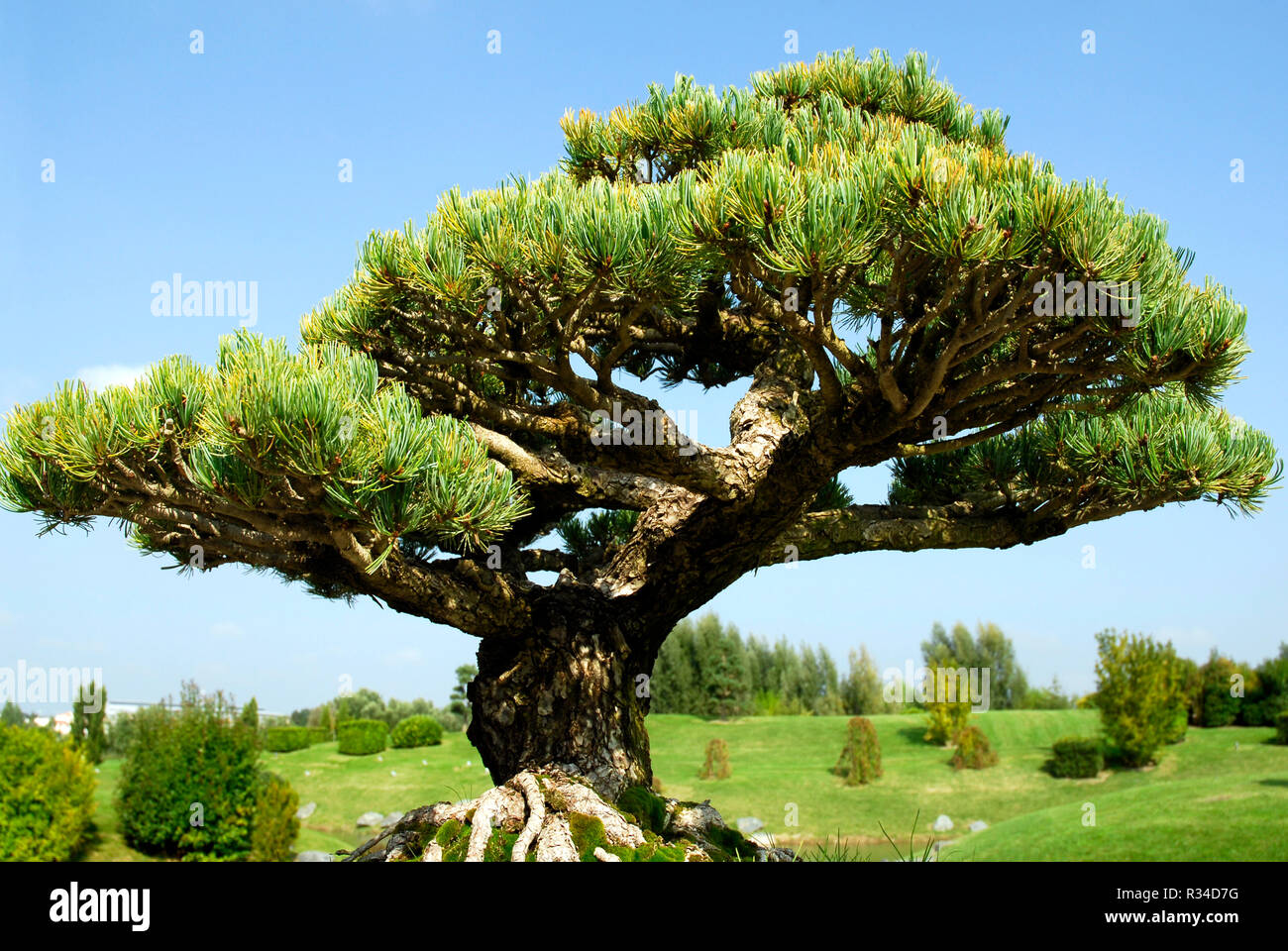 Dwarf yew hi-res stock photography and images - Alamy