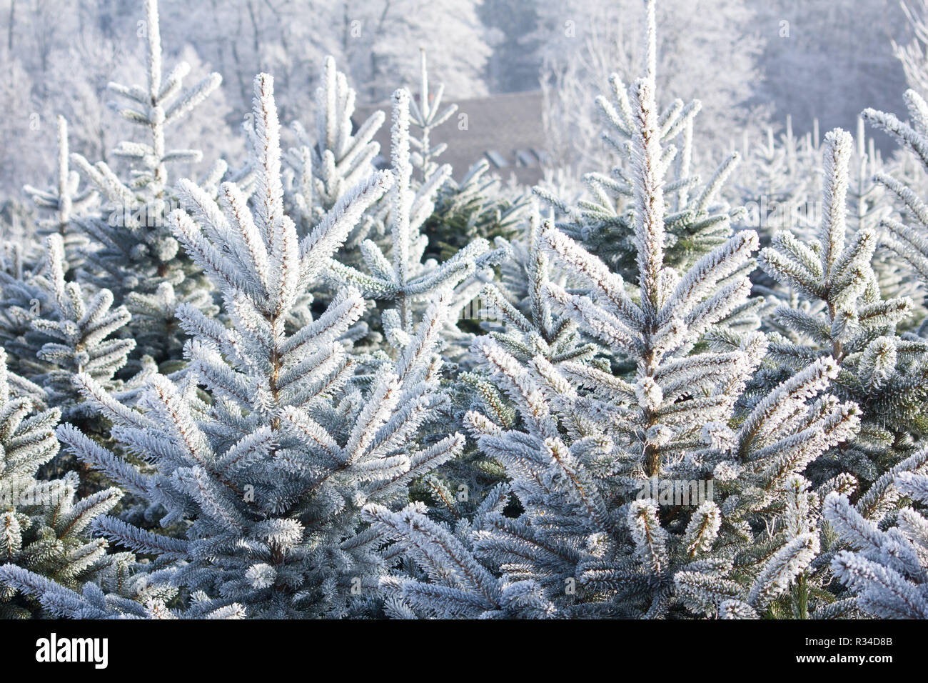 Winter Holidays Plantation High Resolution Stock Photography and Images ...