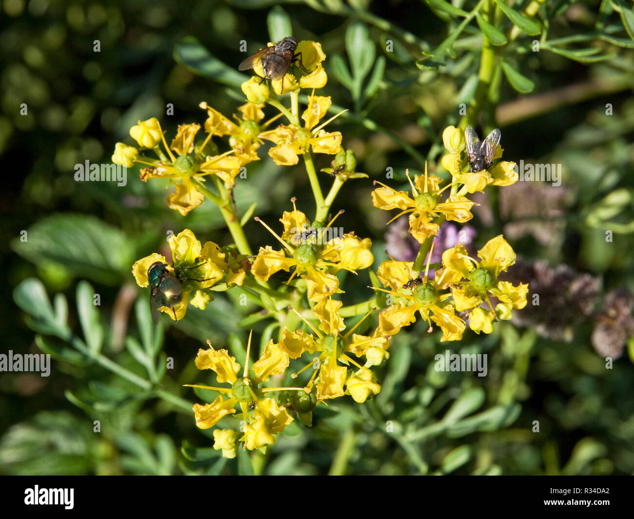 Ruta graveolens flowers hi-res stock photography and images - Alamy