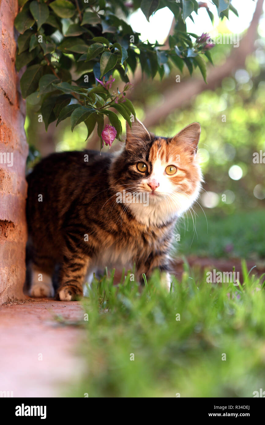 colorful house cat Stock Photo - Alamy