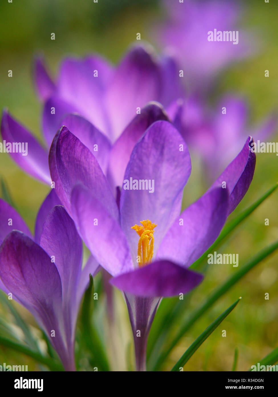 Portrait format birthday card hi-res stock photography and images - Alamy