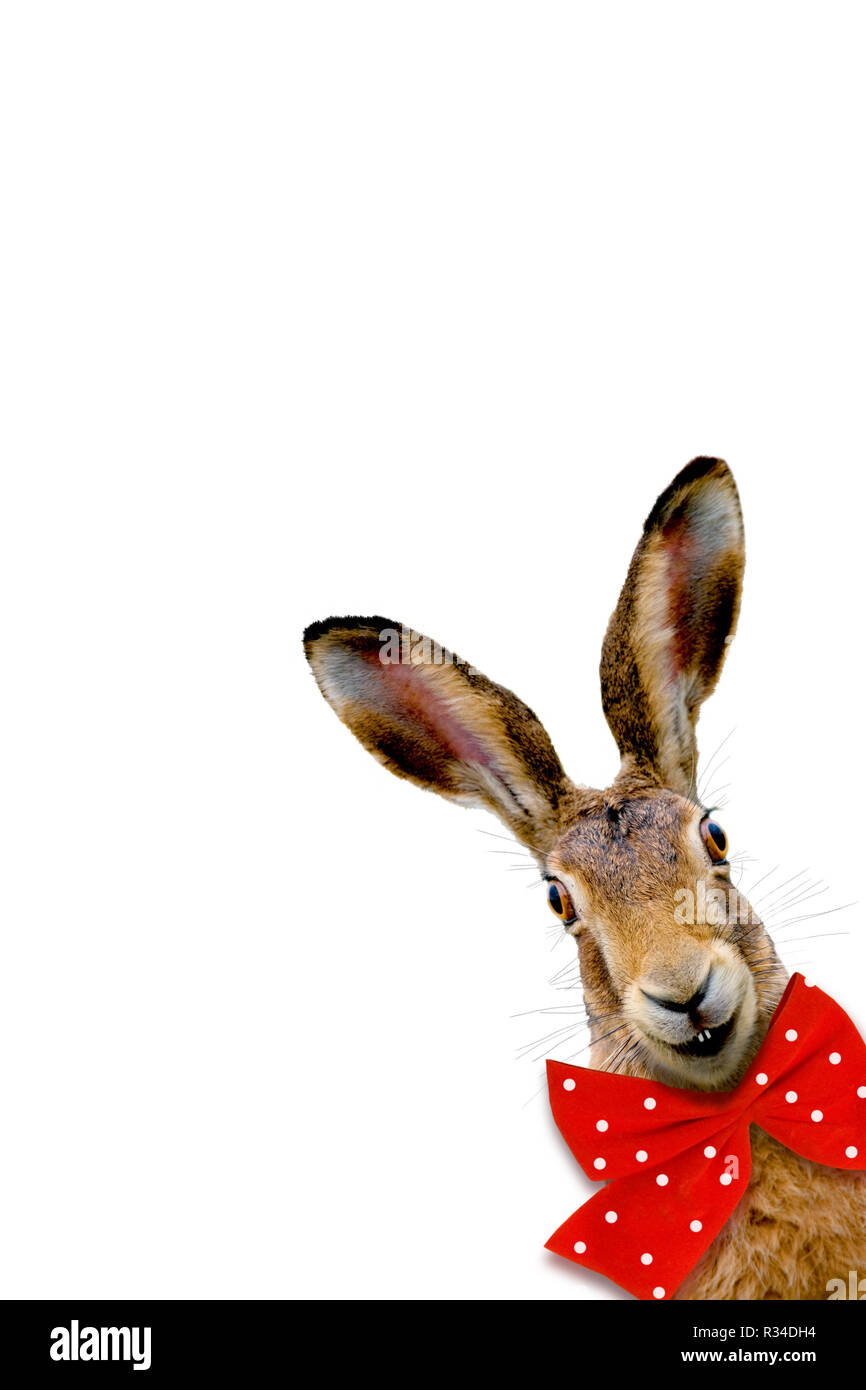 Laughing rabbits hi-res stock photography and images - Alamy