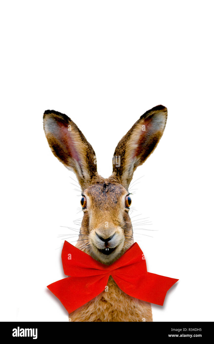 Laughing rabbits hi-res stock photography and images - Alamy