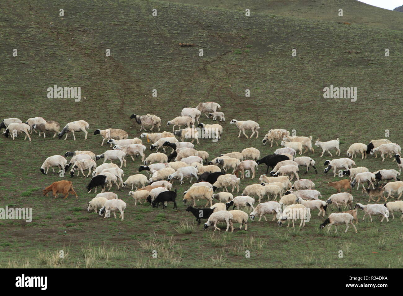Sheep in mongolian steppe hi-res stock photography and images - Alamy