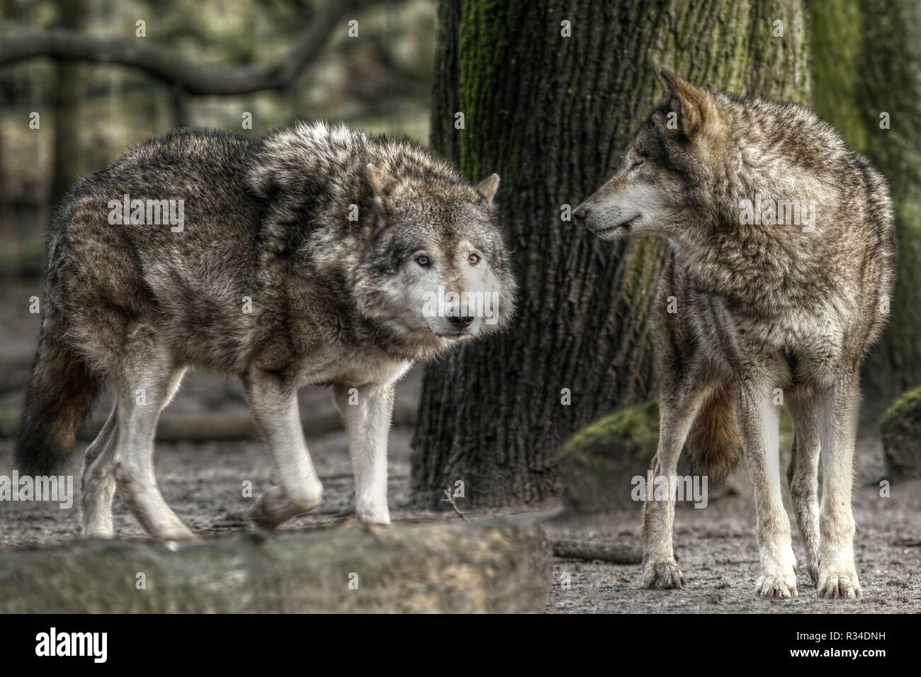 the wolf (canis lupus Stock Photo - Alamy