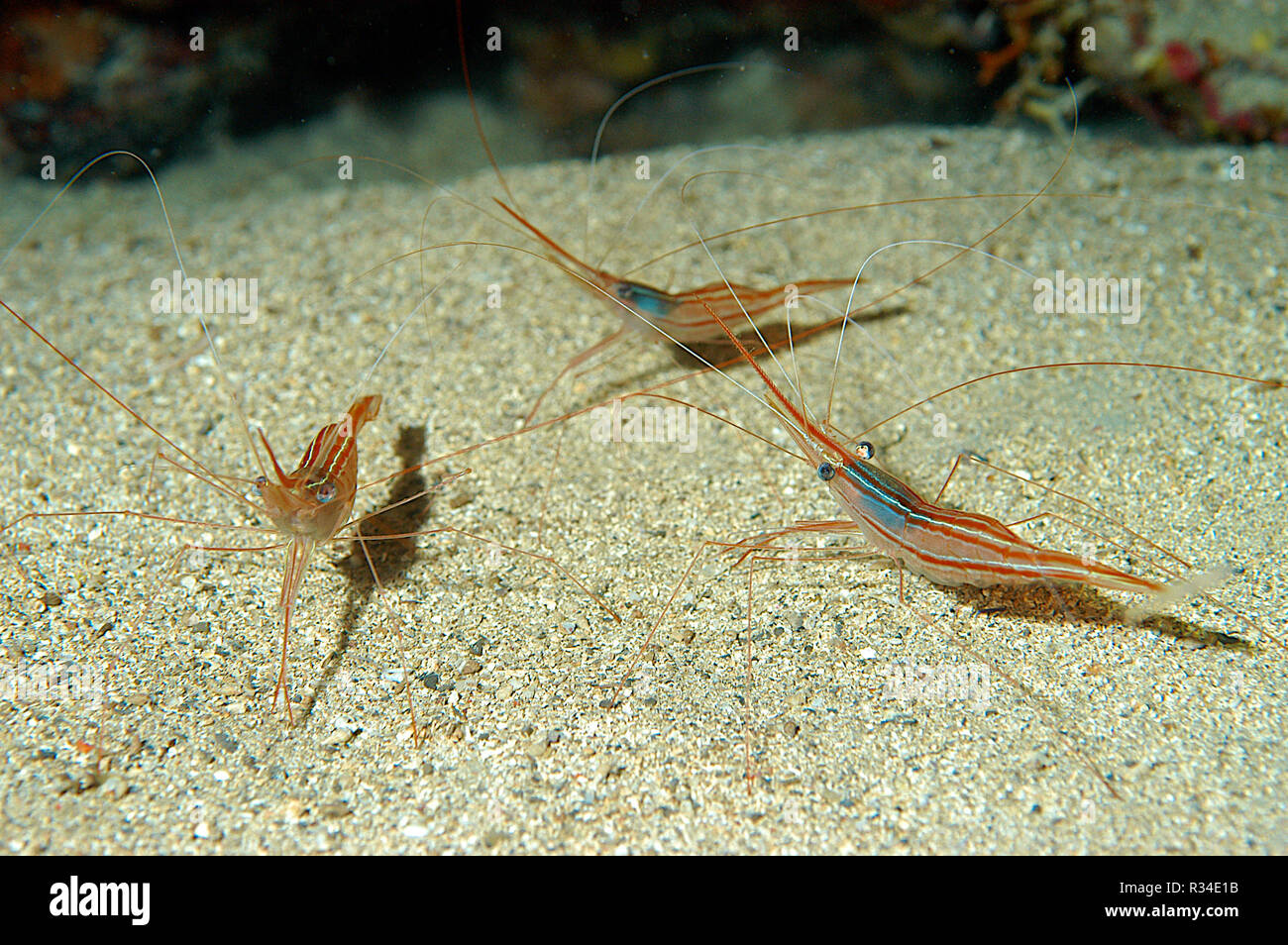 Red stripe shrimp hi-res stock photography and images - Alamy