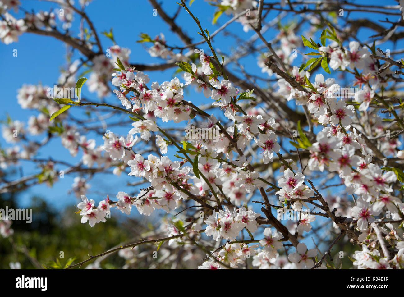 Almond willow willow hi-res stock photography and images - Alamy